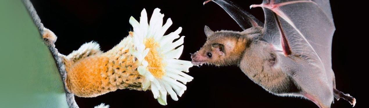 Alas nocturnas: la importancia de los murciélagos como polinizadores